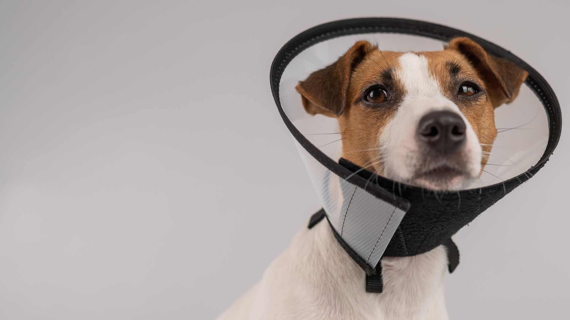 General Surgical & Procedure Release Form | Windy Peak Vet